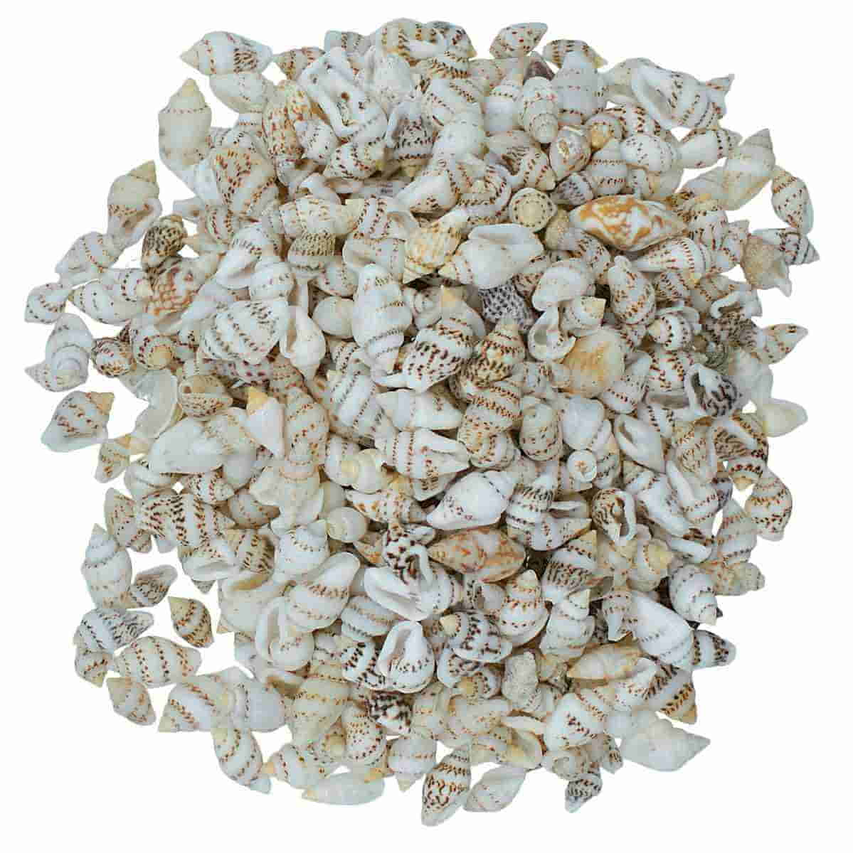 JAGS Decorative Seashells For Craft Pack of 100 grams | 0.6x1.5x0.5 cm ...